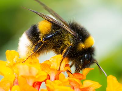 Types Of Stinging Insects In Maine