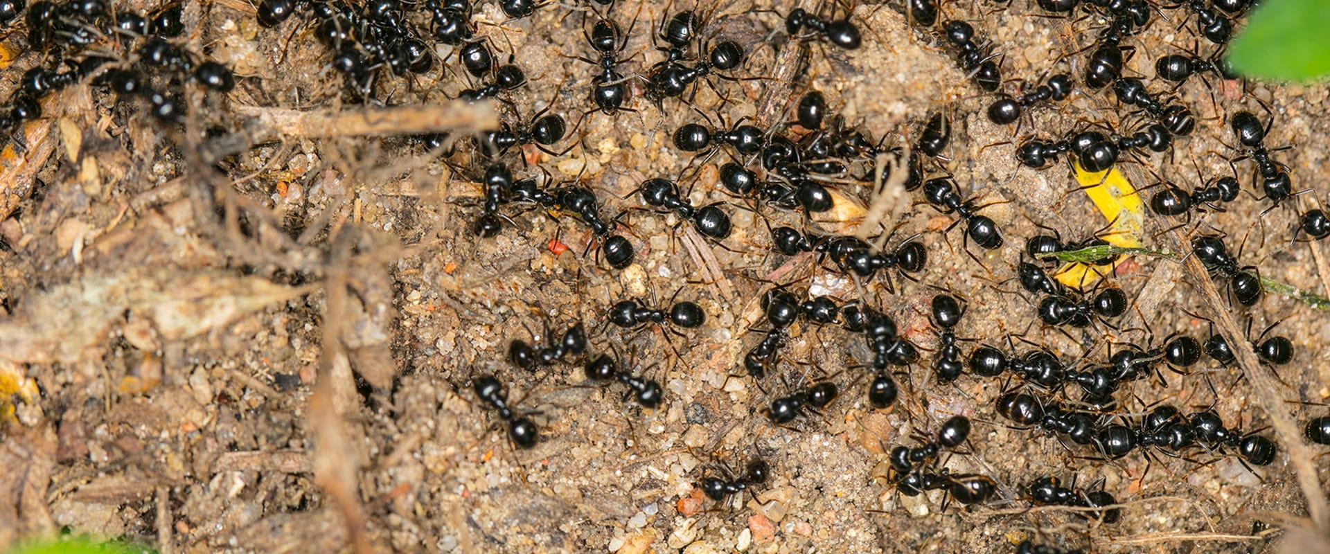 Your Guide To Common Pests Of Lakewood, NJ | Bugaboo Pest Control