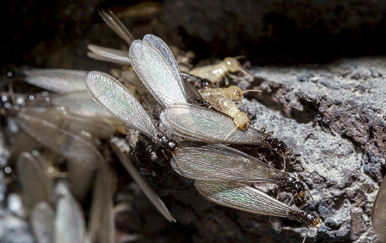 Termite Identification | A Guide To Termites In Hunstville, AL