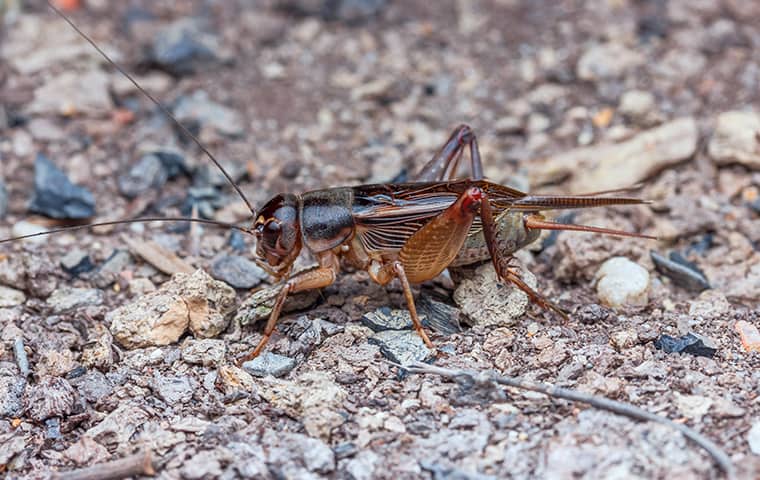 Crickets | A Guide To Cricket Control & Prevention In KS & MO