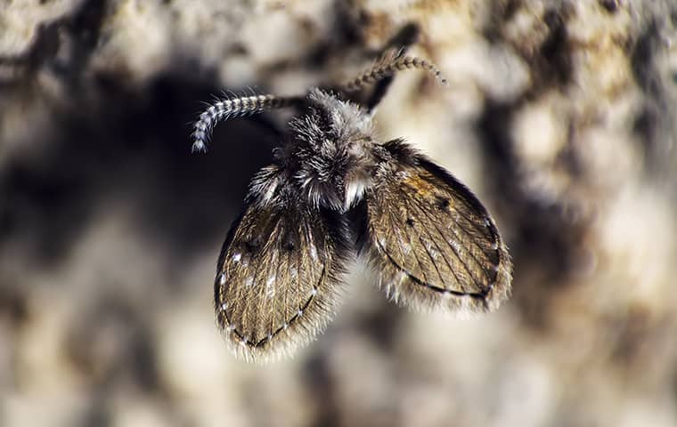 Drain Flies | A Guide To Drain Fly Identification For Kansas