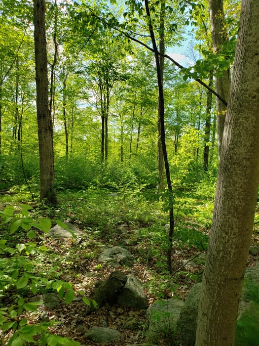 Naugatuck State Forest Quillinan Reservoir Block - Connecticut Trail Finder