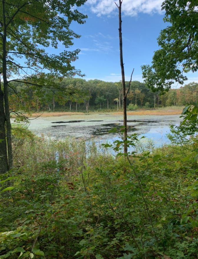 Friedman Forest Preserve - Connecticut Trail Finder