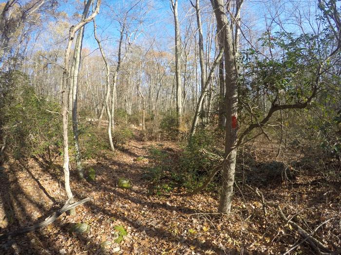 Pine Swamp Wildlife Corridor - Connecticut Trail Finder