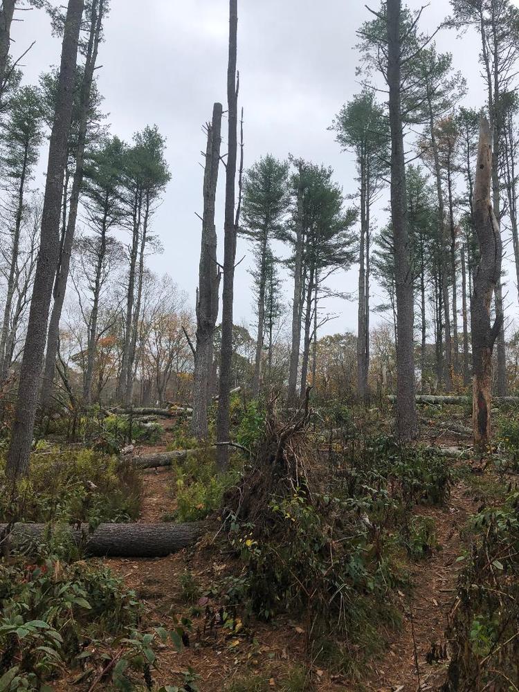 Hoffman Evergreen Preserve - Connecticut Trail Finder
