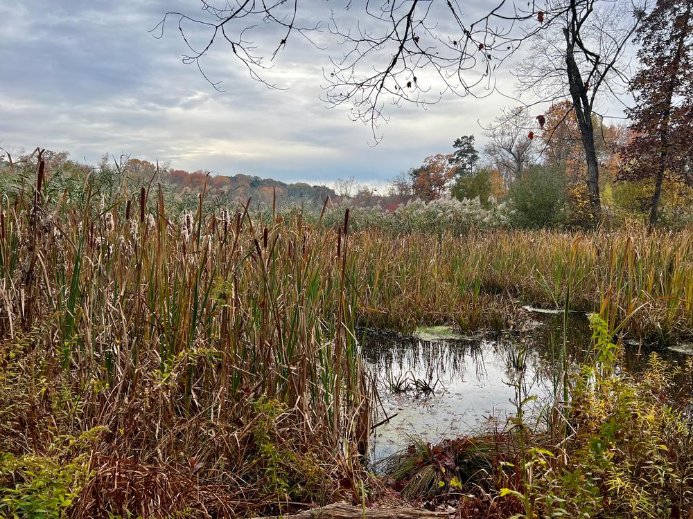 Partrick Wetlands - Connecticut Trail Finder