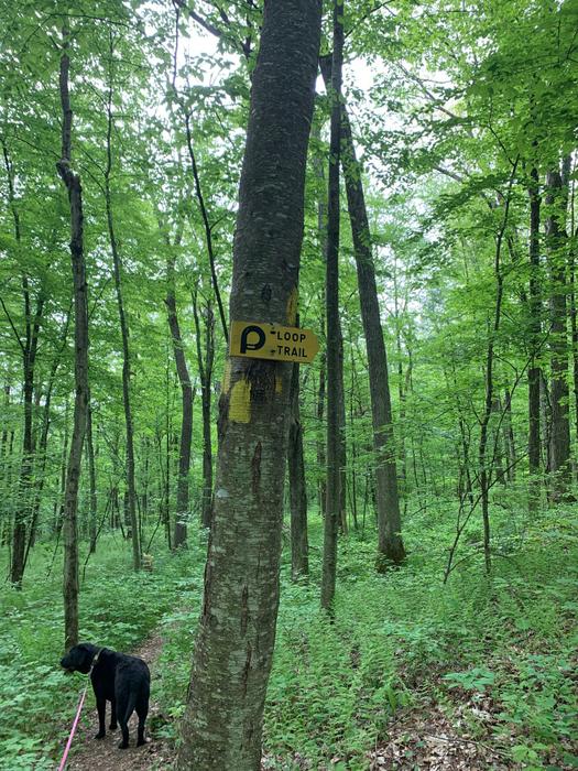 Iron Mine Valley Preserve - Connecticut Trail Finder