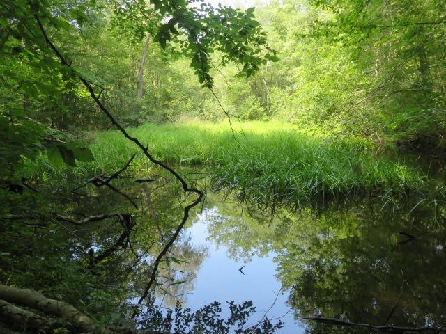 Kenilworth Forest - Connecticut Trail Finder