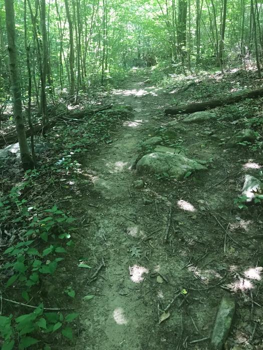 Cockaponset State Forest (Spruce Ledge/Tower Hill) - Connecticut Trail ...