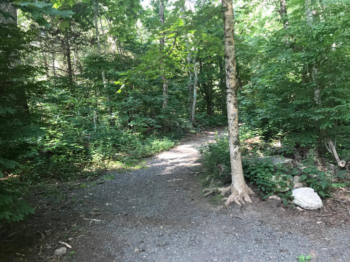 Cockaponset State Forest (Weber Woods) - Connecticut Trail Finder