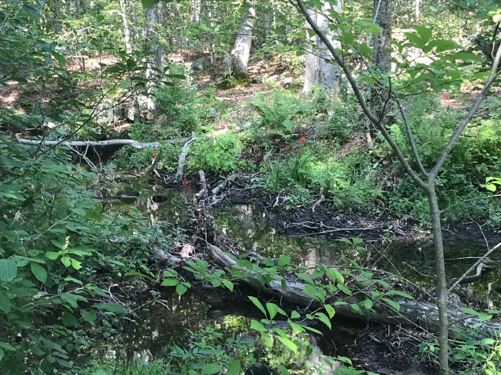 Cockaponset State Forest (Weber Woods) - Connecticut Trail Finder