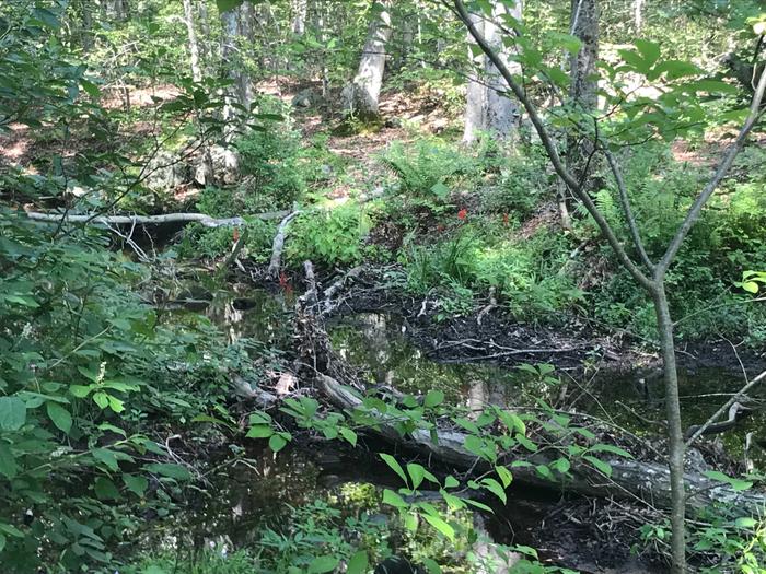 Cockaponset State Forest (Weber Woods) - Connecticut Trail Finder