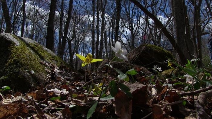 Hibbard Trail - Whitney Forest - Connecticut Trail Finder