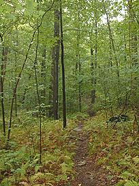 Cockaponset State Forest (North) - Connecticut Trail Finder