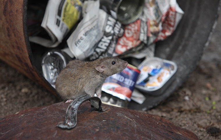 Rat Identification | A Guide To Rat Control & Prevention