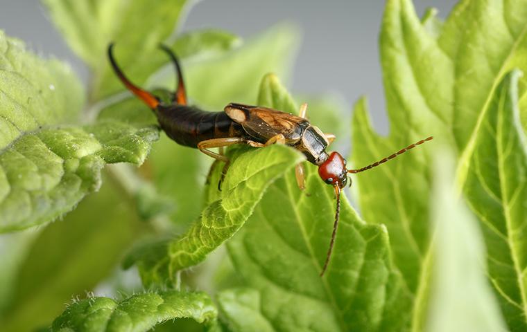 Pest Library | A Guide To The Common Pests Found In Dallas-Fort Worth ...