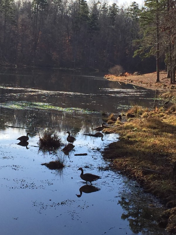 Kings Mountain State Park Trail - National Recreation Trail