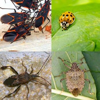 Overwintering Pest Identification and Prevention