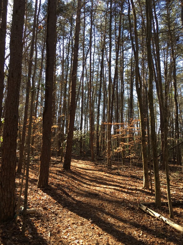 Dan Nicholas Park Trail