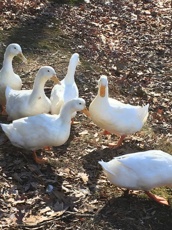 Dan Nicholas Park Trail