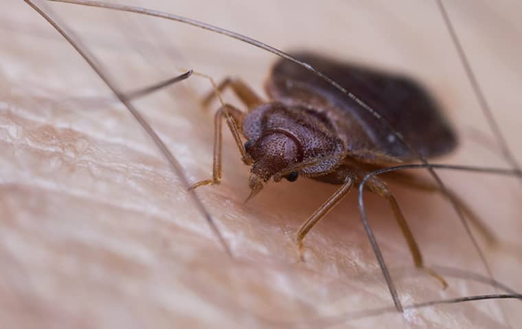 Holifield Pest Management | A Guide To Common Pests In Hattiesburg ...