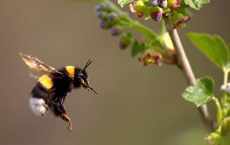 Holifield Pest Management | A Guide To Common Pests In Hattiesburg ...