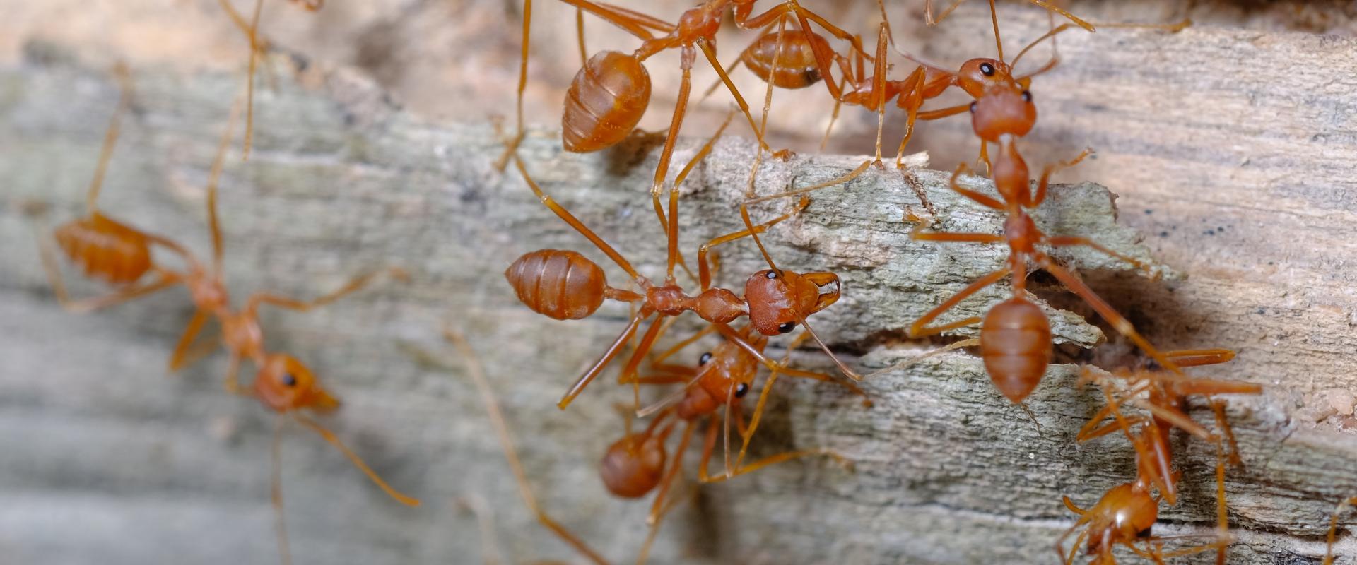 Fire Ant Control | Pest Management Services In Alabama & Florida