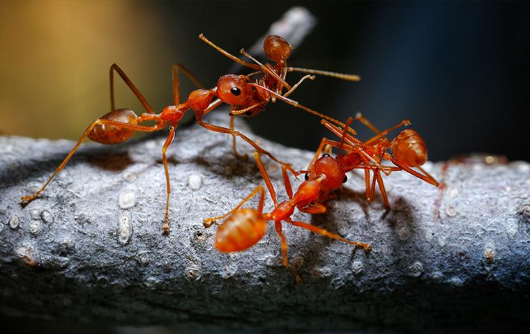 Fire Ant Control | Pest Management Services In Alabama & Florida