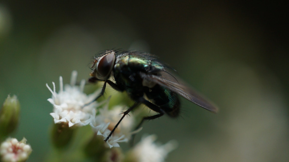 Why Flies Are Good | Blog - Thomas Pest Services