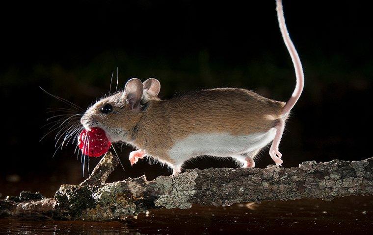 Blog How To Keep Your Yard Field Mice Free In Virginia