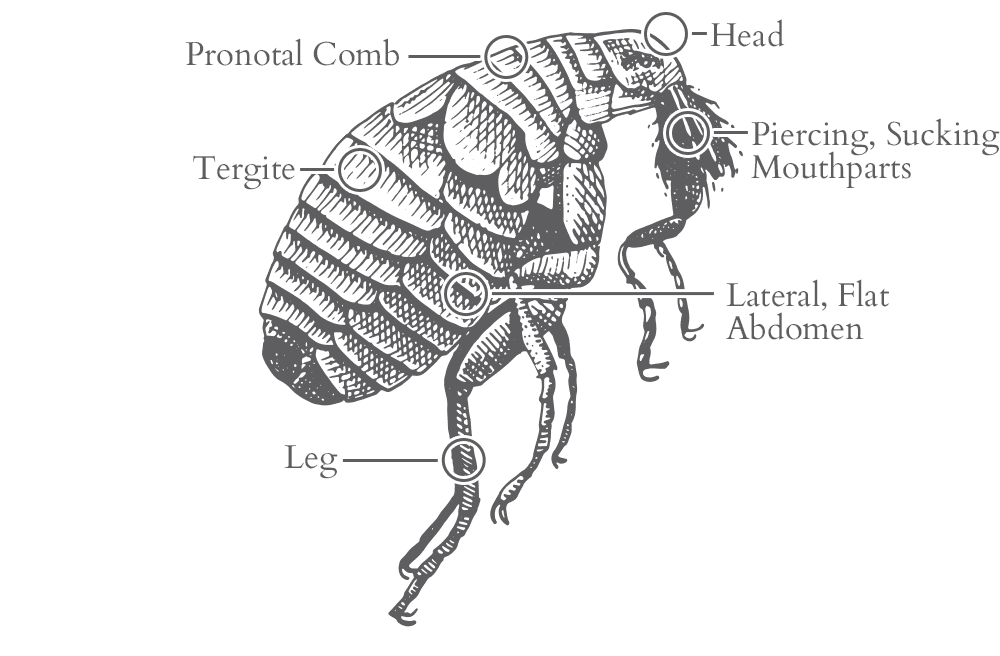 Flea Identification In Jacksonville, FL | Lindsey Pest Services Flea Identification In Jacksonville, FL | Lindsey Pest Services