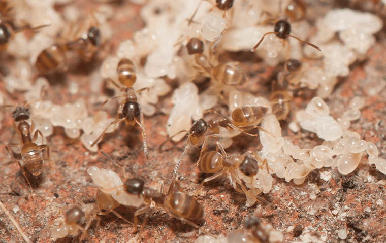 Ant Identification | A Guide To The Types Of Ants In Jacksonville, FL
