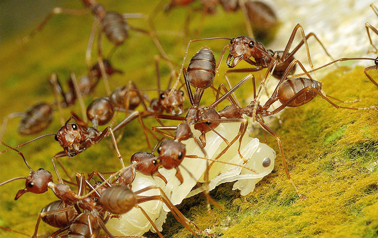 Ant Identification | A Guide To The Types Of Ants In Jacksonville, FL