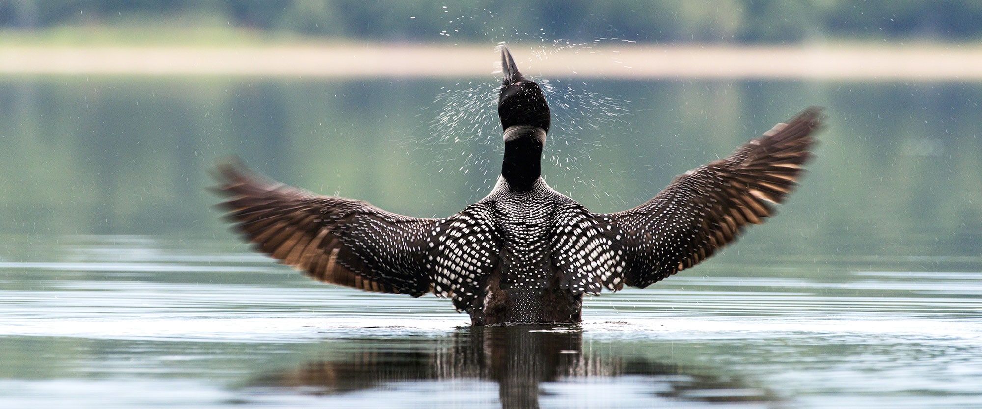 Loon Workshops - Nick Leadley Nature Photography