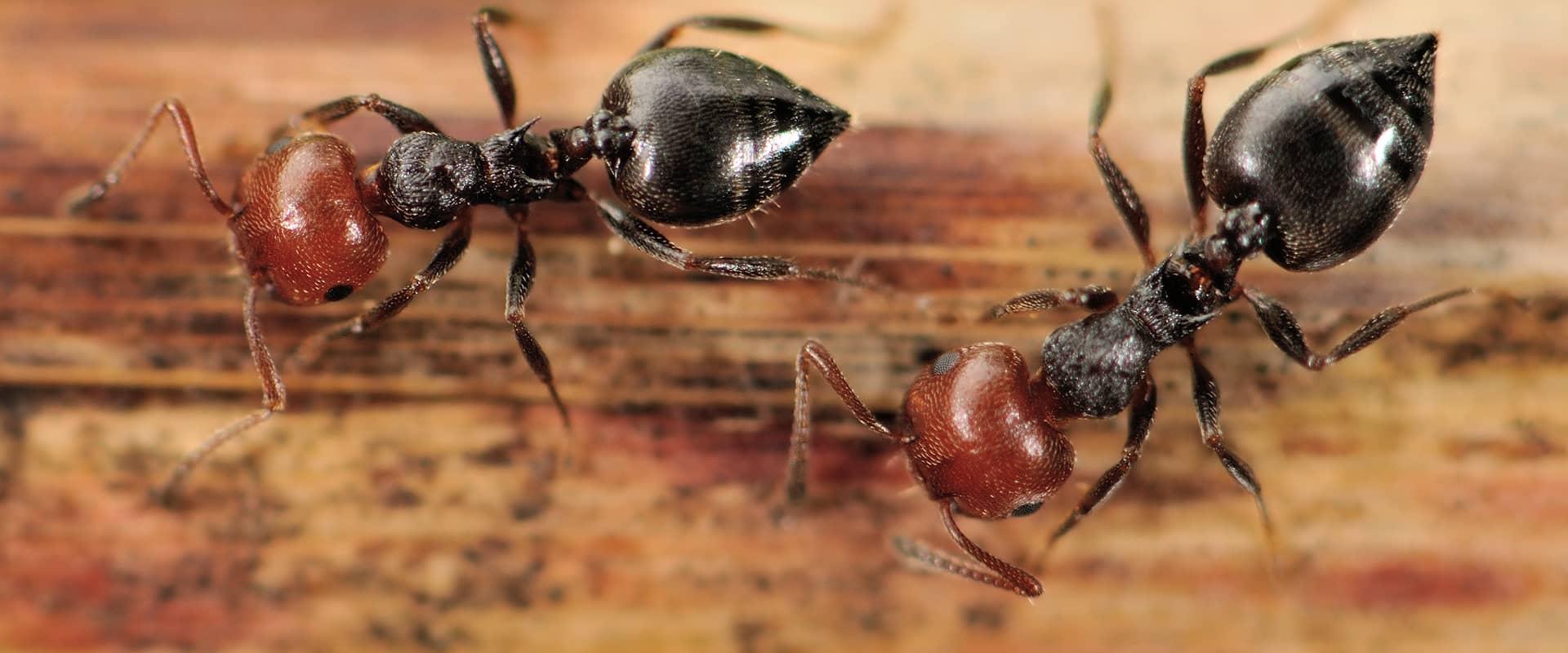 Profile - Acrobat Ants