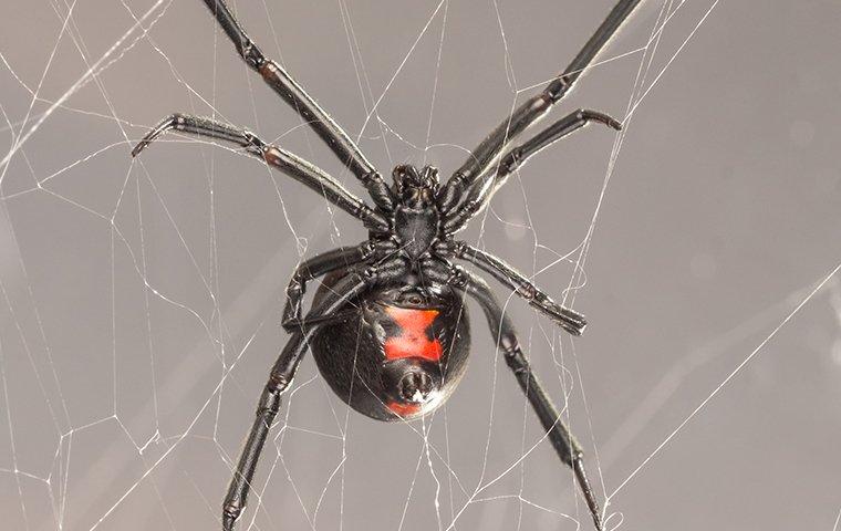 8 Things to Do If You See Spiders in Your House - Pest Pointer