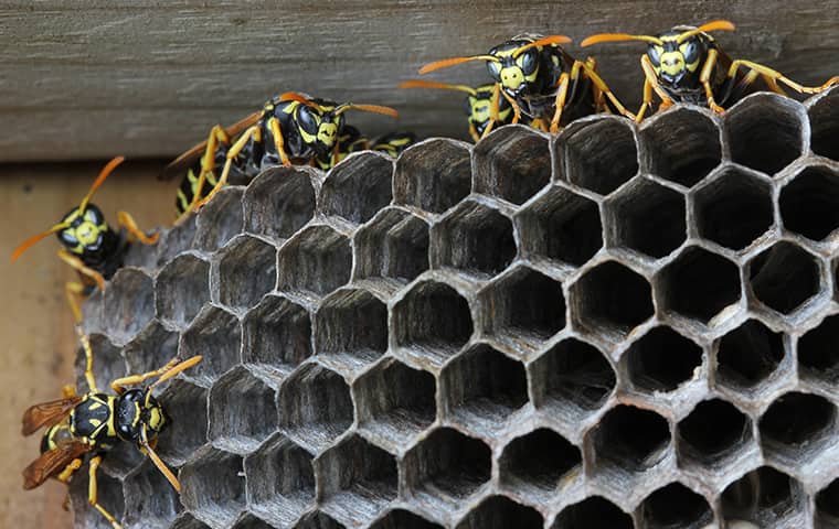 Stinging Insects | A Guide To The Stinging Insects Of Maryland