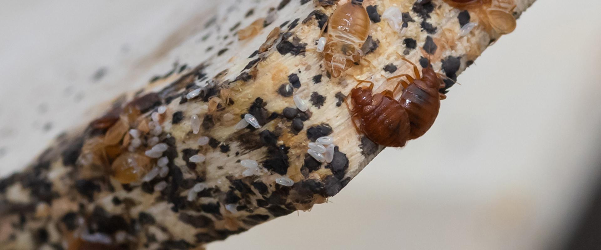 Bed Bugs | Common Pest Identification In Conroe, TX