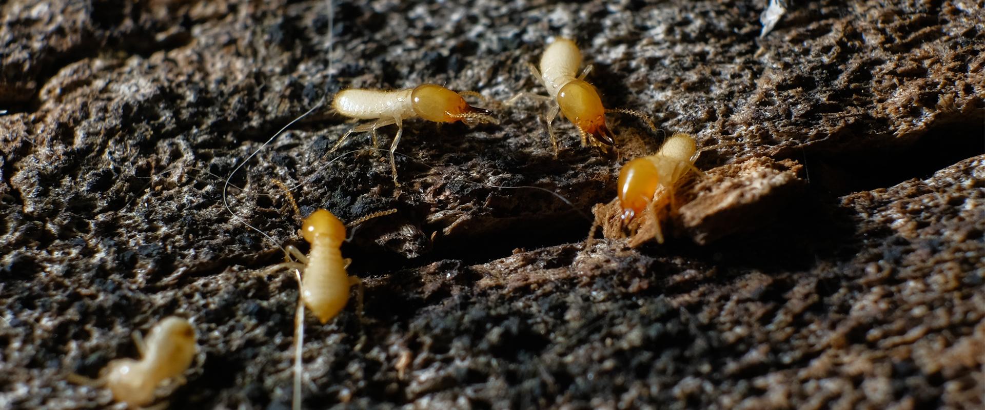 Termites | Common Pest Identification & Prevention In Conroe, TX