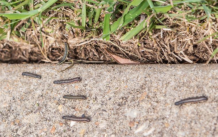 Blog - How To Get Rid Of Army Worms On Your Baldwyn Lawn Blog - How To Get Rid Of Army Worms On Your Baldwyn Lawn