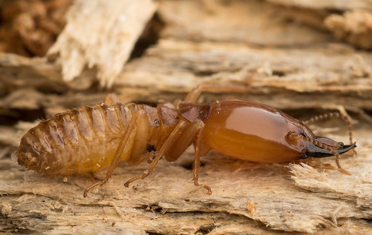 A Guide To Termites In Boca Raton & Lake Worth, FL | Pest-Aside
