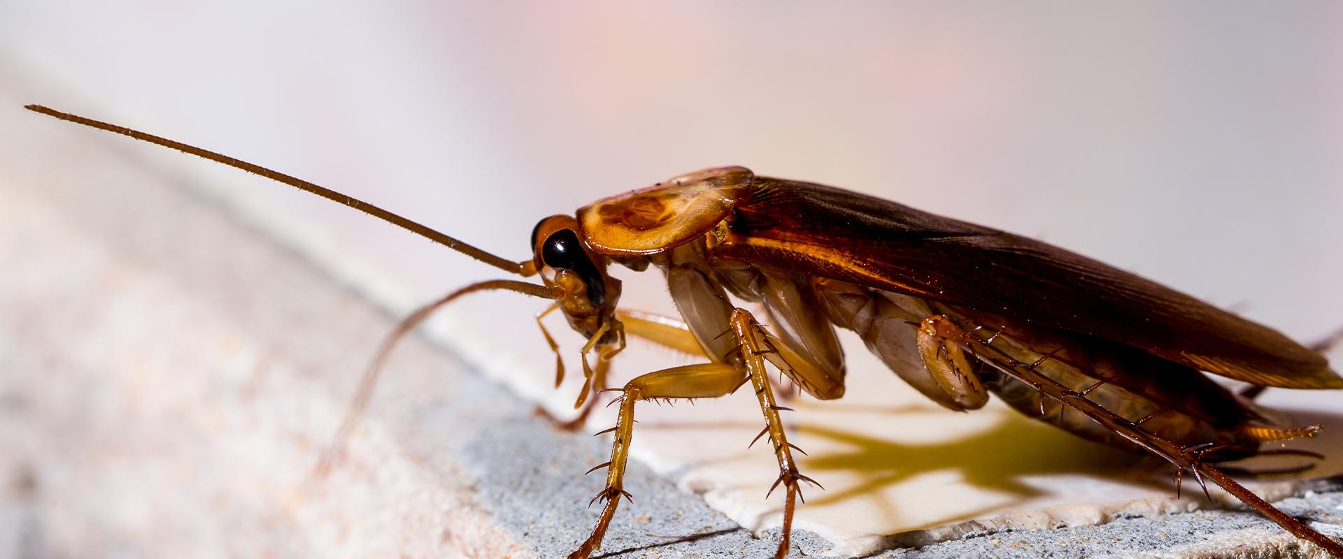 Cockroach Control | Pest Management Options In Las Vegas, NV
