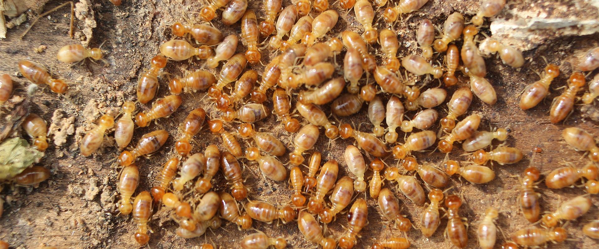 Termite Control | Pest Management Options In Las Vegas, NV