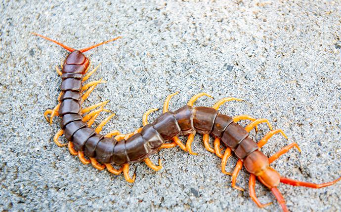 Pest Library | A Guide To Common Pest Identification In Las Vegas