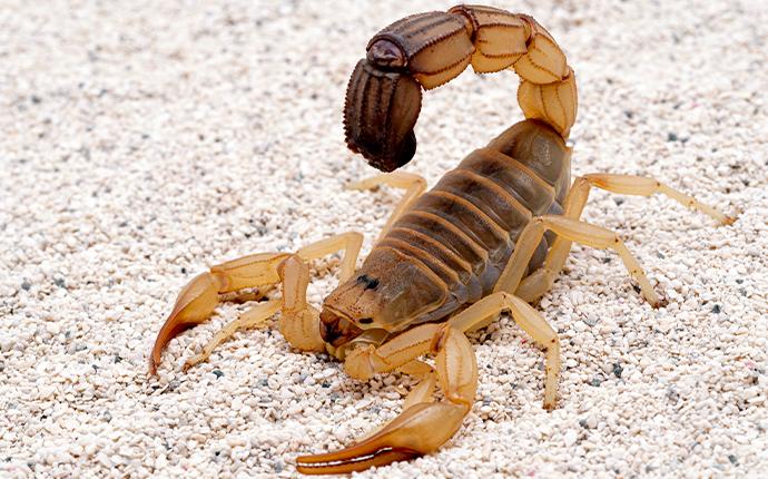 Scorpion Control | Pest Management Options In Las Vegas, NV