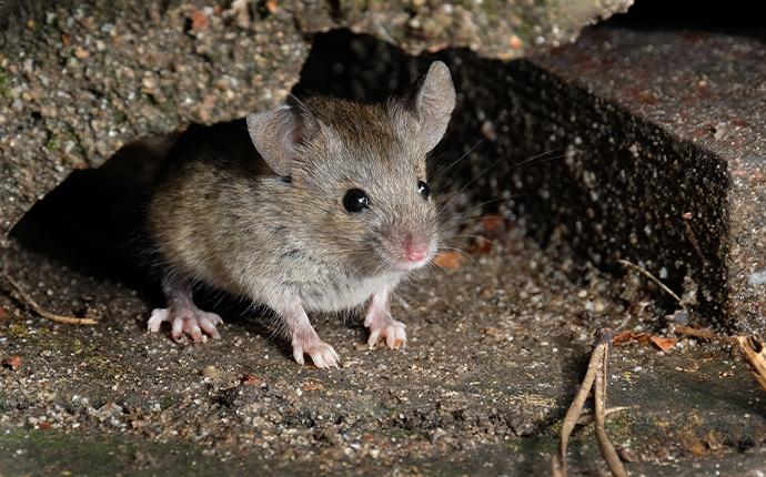 Mice Prevention | A Guide To Mice In Raleigh, North Carolina