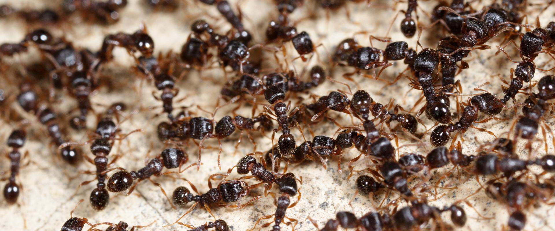 Ant Identification | Common Ants Found In Raleigh, North Carolina