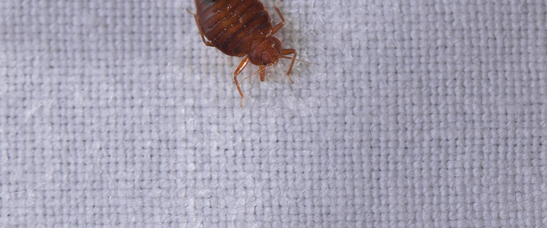 Bed Bug Identification | A Bed Bug Guide For Raleigh, North Carolina
