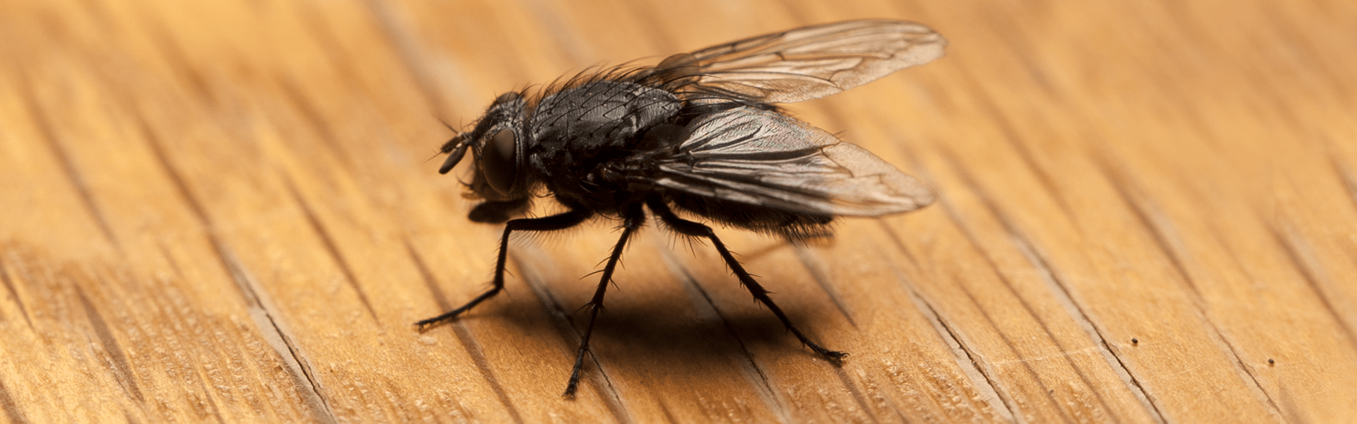 House Fly Identification Guide