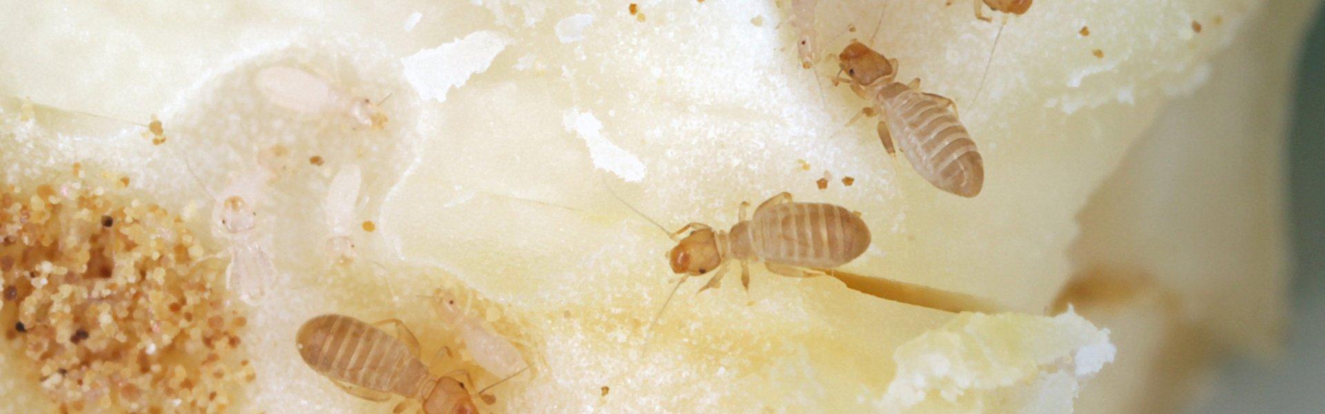 Psocid Identification Guide